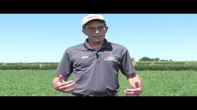 Introduction to Salt Tolerant Varieties of Alfalfa: Exploring Resilient ...